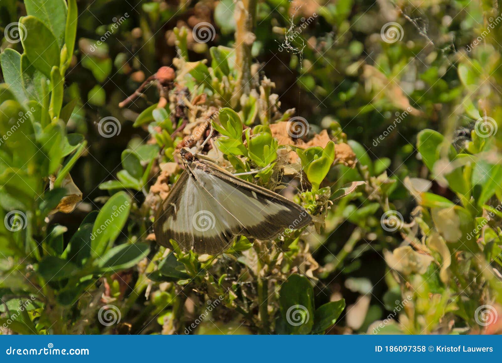 Box Tree Moth - Cydalima Perspectalis Stock Photo - Image of buxus ...