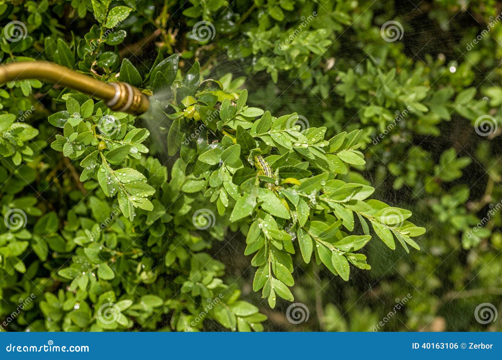 Box Tree Moth is Sprayed with Pesticide Stock Photo - Image of cydalima ...