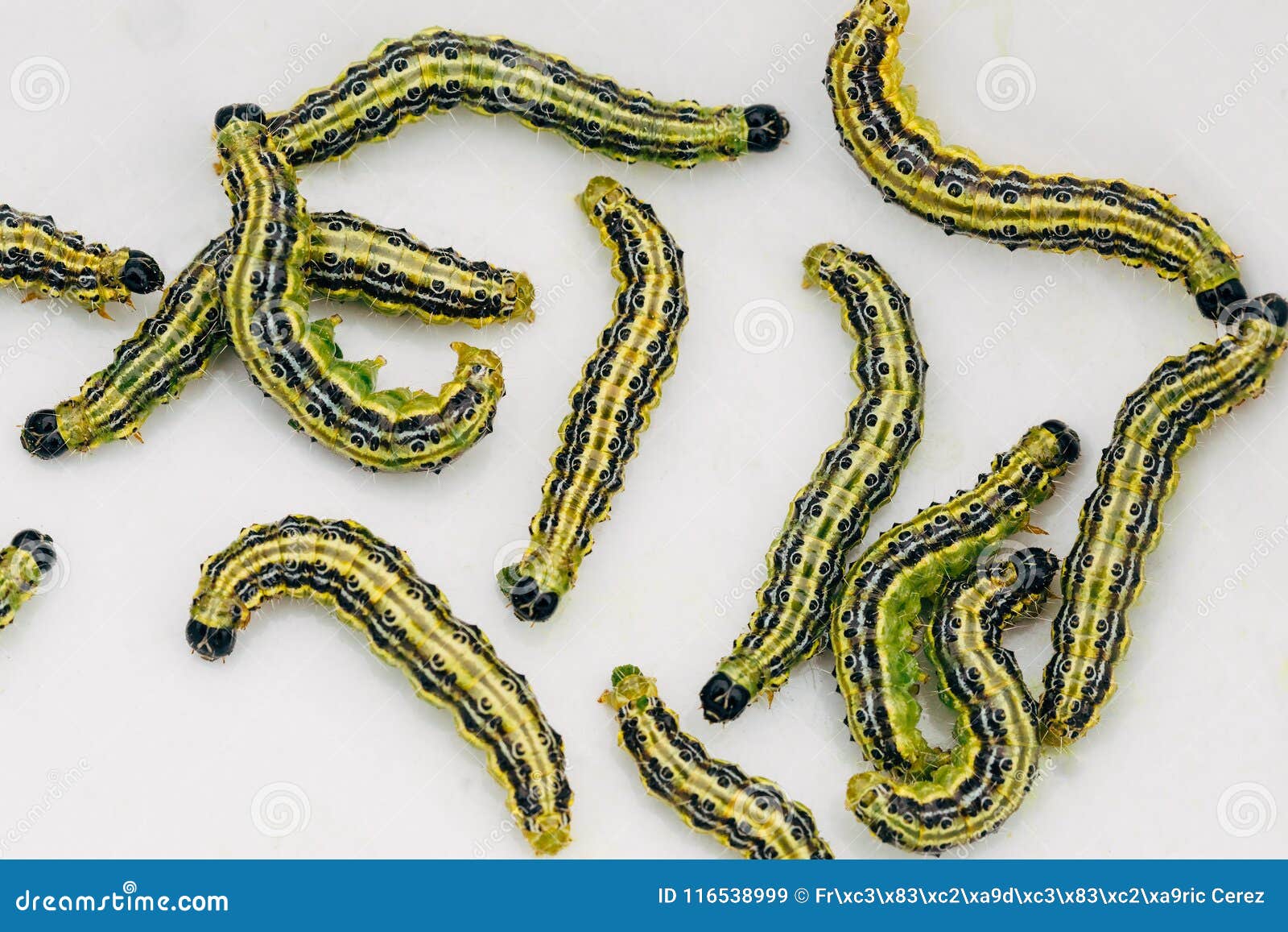 Box tree moths stock image. Image of larva, moths, isolated - 116538999