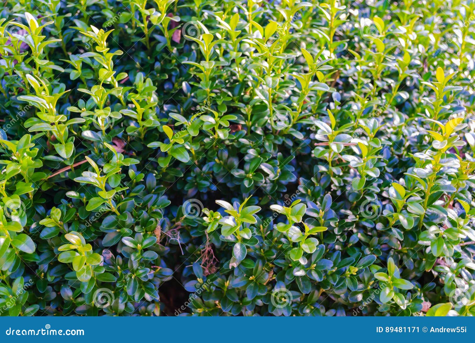 Box Tree Plant in the Garden on Spring. Stock Image - Image of spring ...