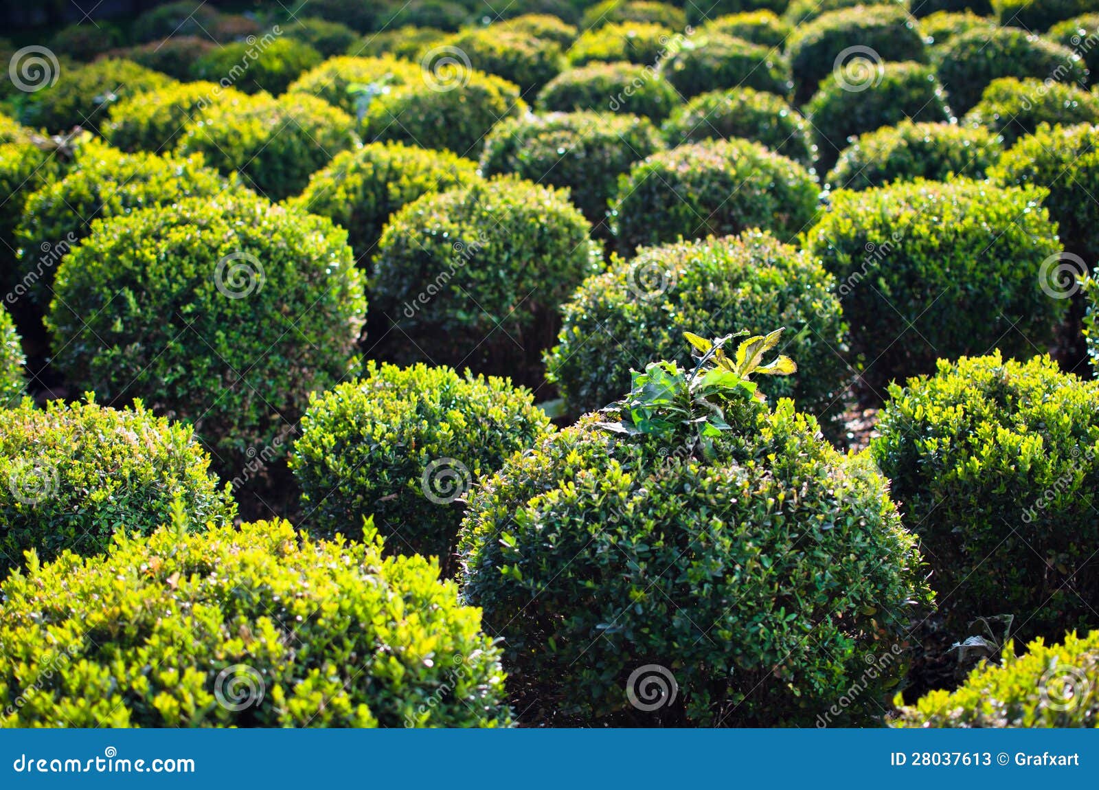 Box Trees stock image. Image of background, garden, deco - 28037613