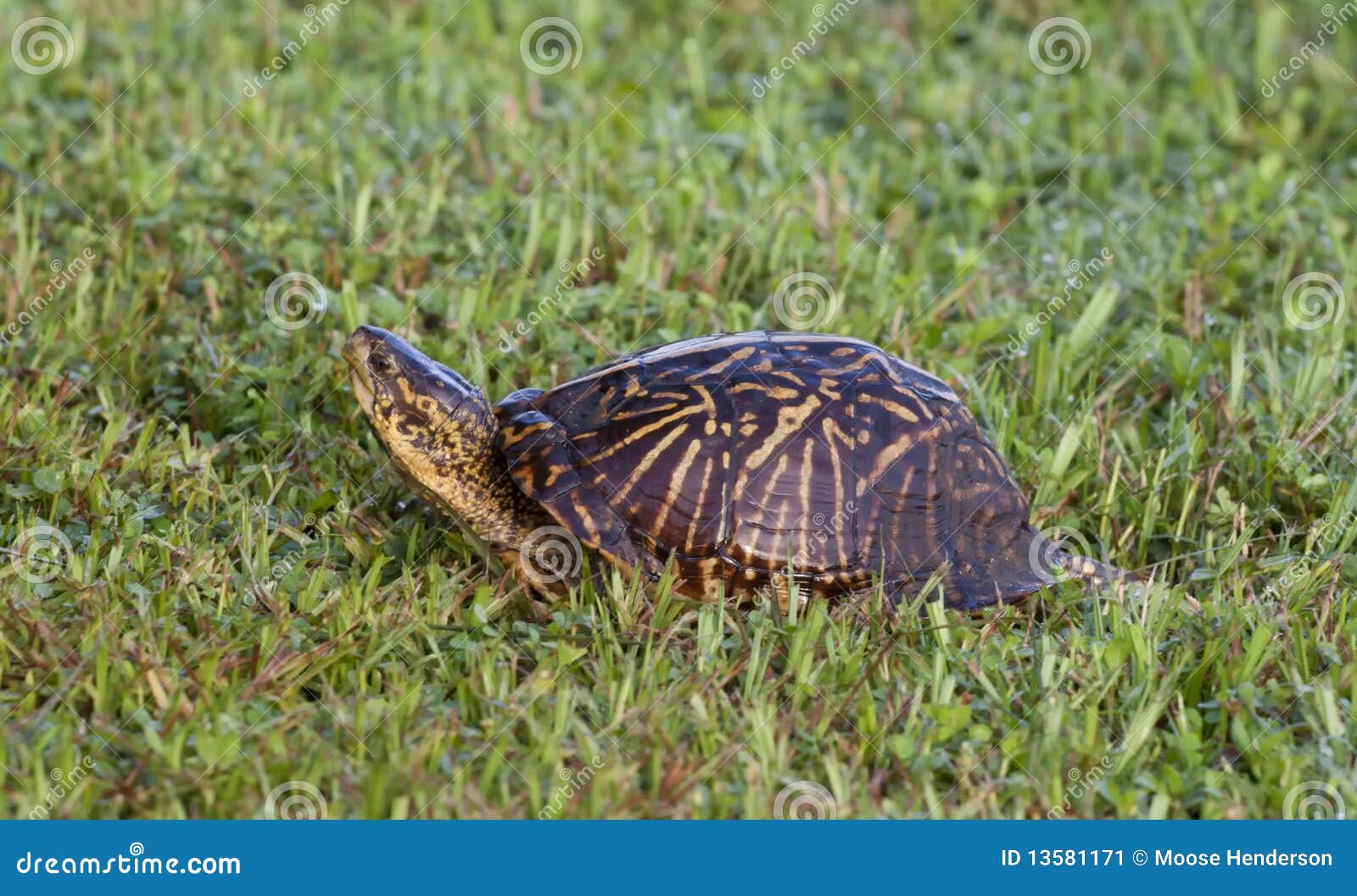 Box Turtle stock image. Image of carolina, florida, terrapene - 13581171
