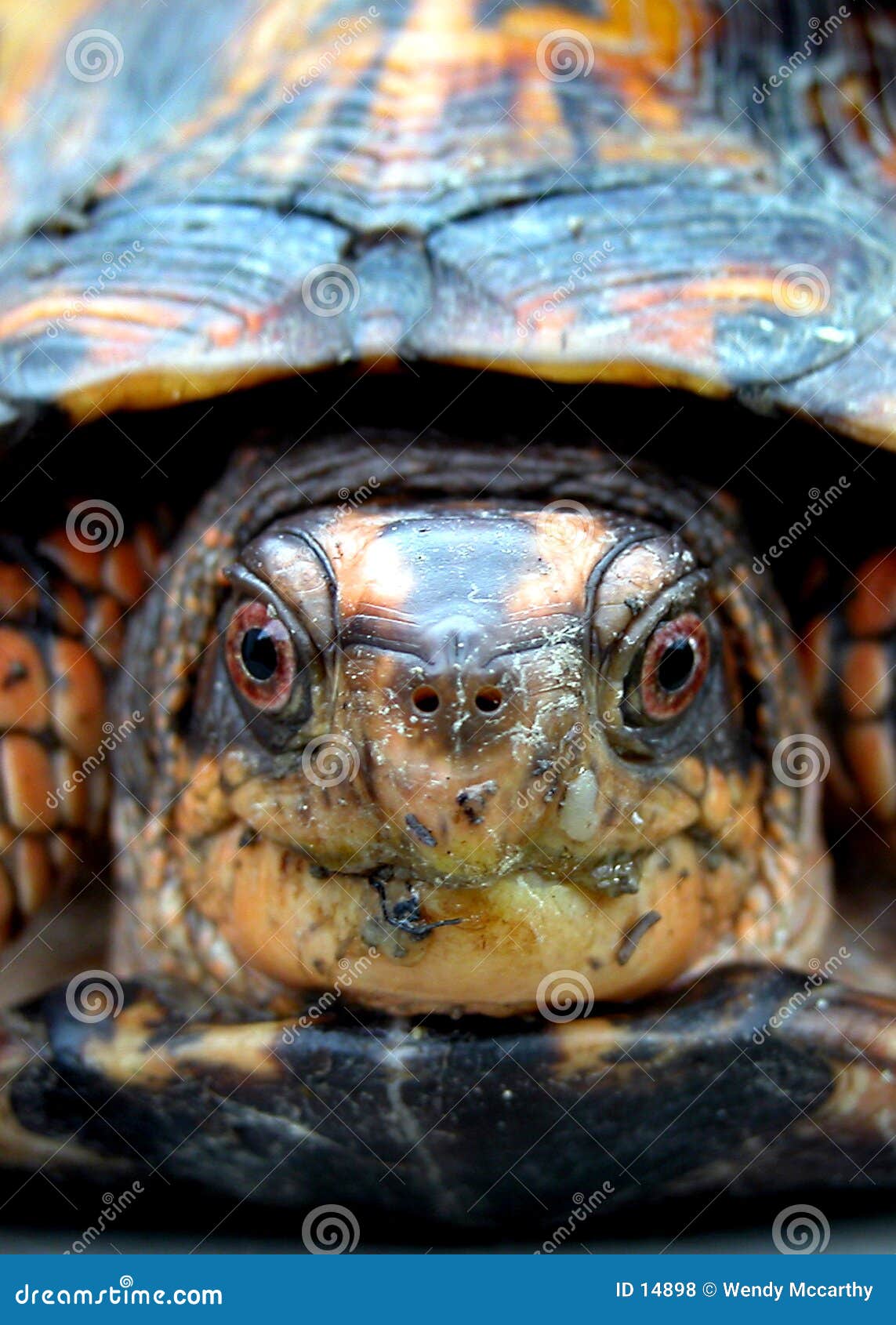 Box Turtle stock photo. Image of colors, reptiles, macro - 14898