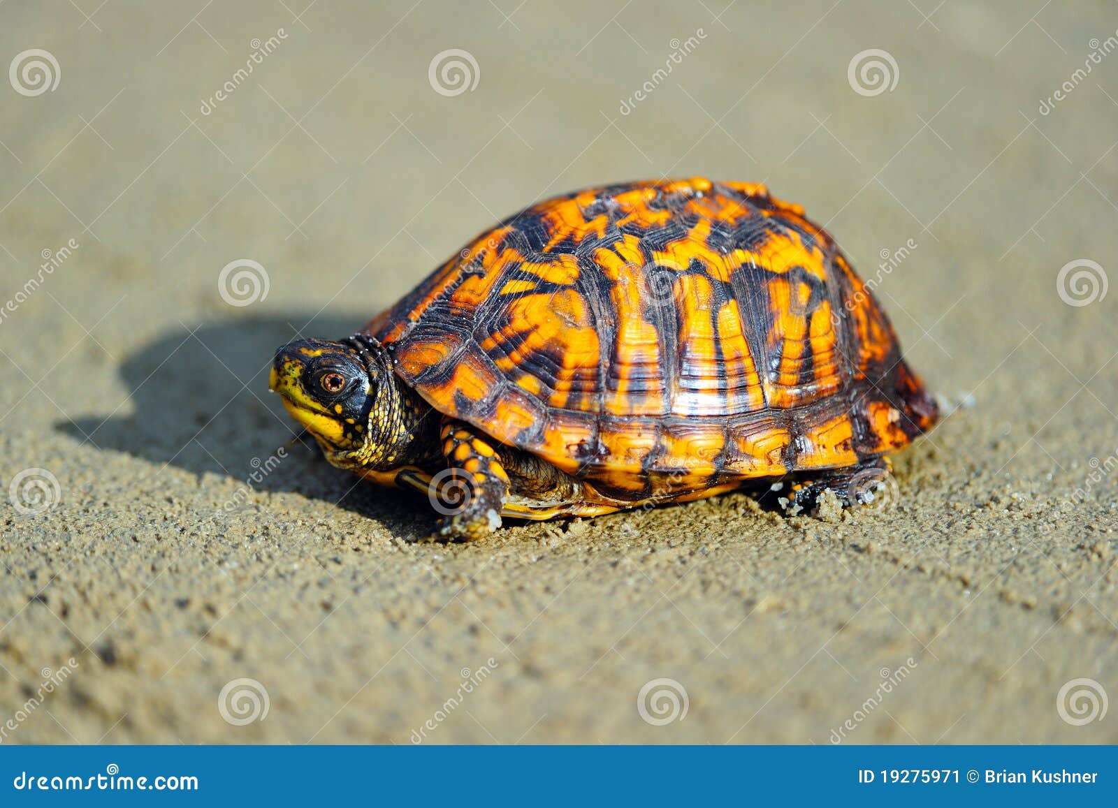 Box Turtle stock image. Image of nature, dirt, colorful - 19275971