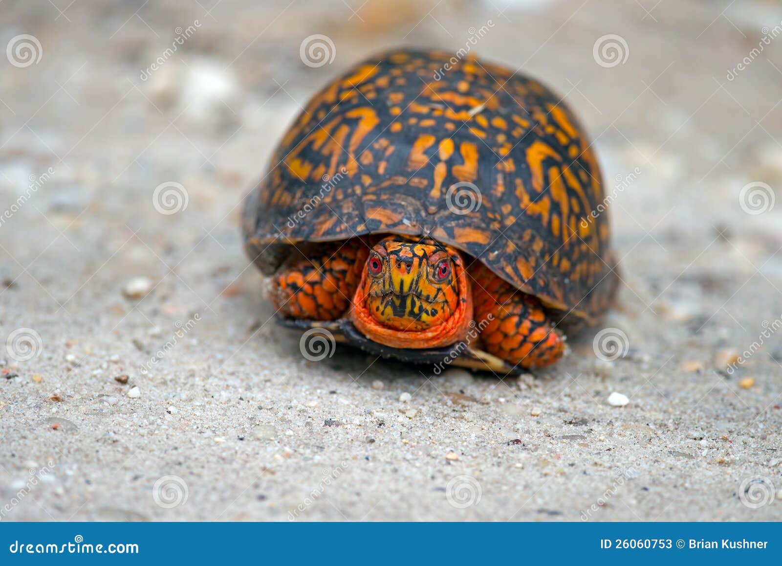Box Turtle stock image. Image of orange, crossing, nature - 26060753