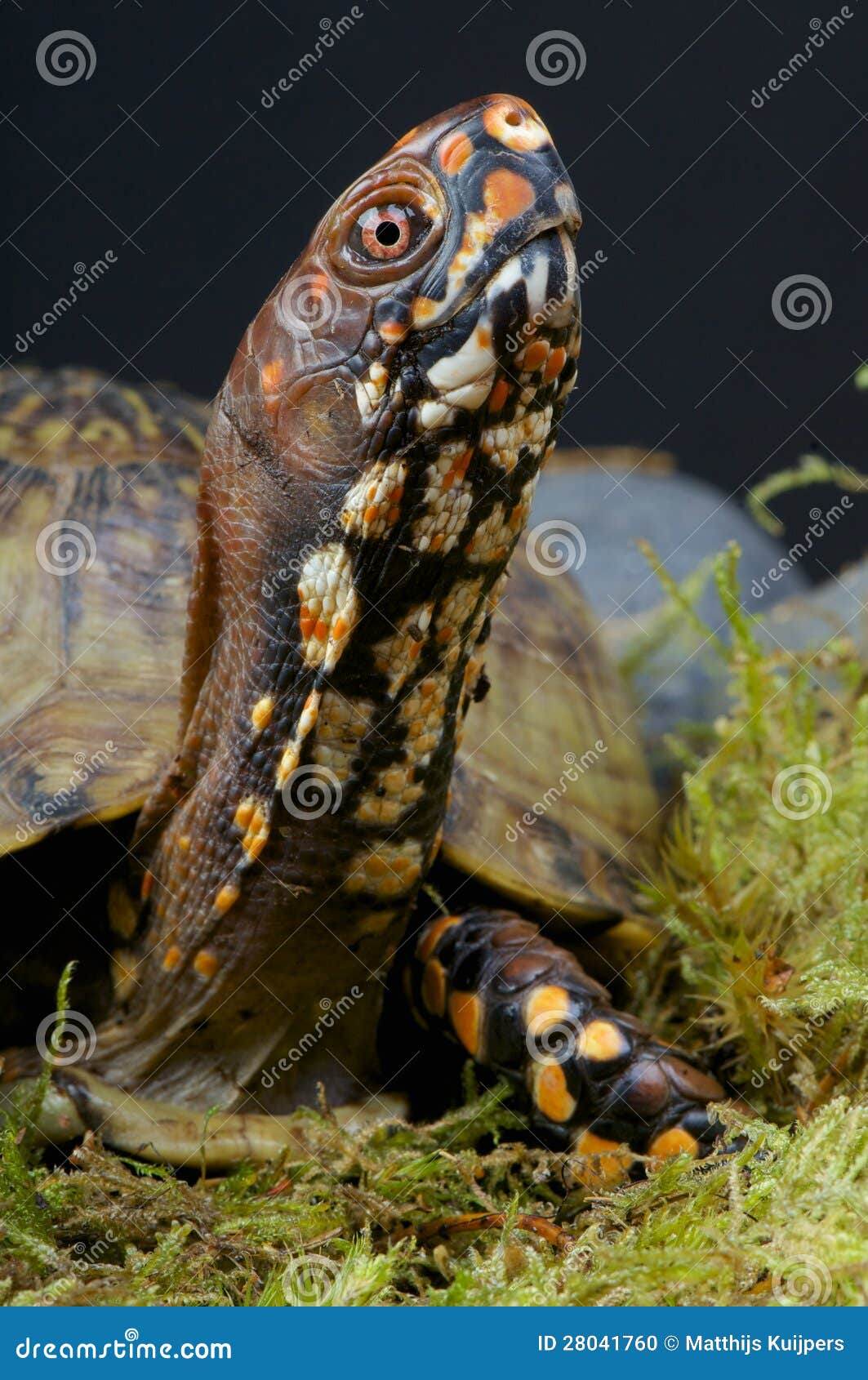 Spotted Box Turtle Stock Photos - Free & Royalty-Free Stock Photos from ...