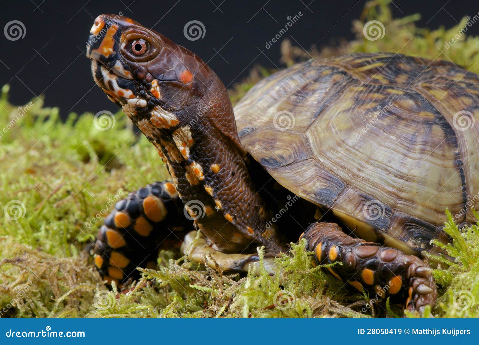 Box Turtle Royalty Free Stock Images - Image: 28050419