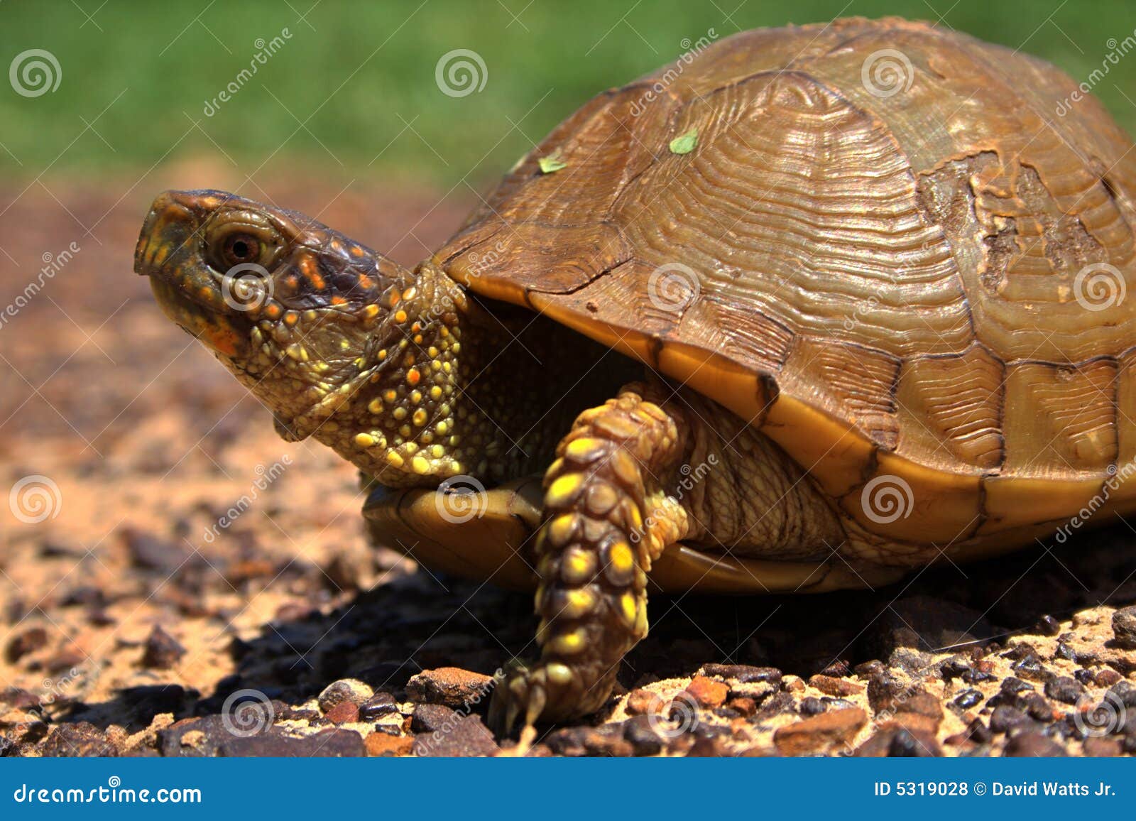 Box Turtle stock photo. Image of carolina, terrapene, shell - 5319028