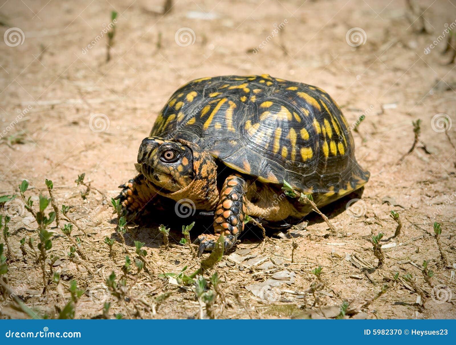 Box turtle stock photo. Image of hare, moving, omnivore - 5982370