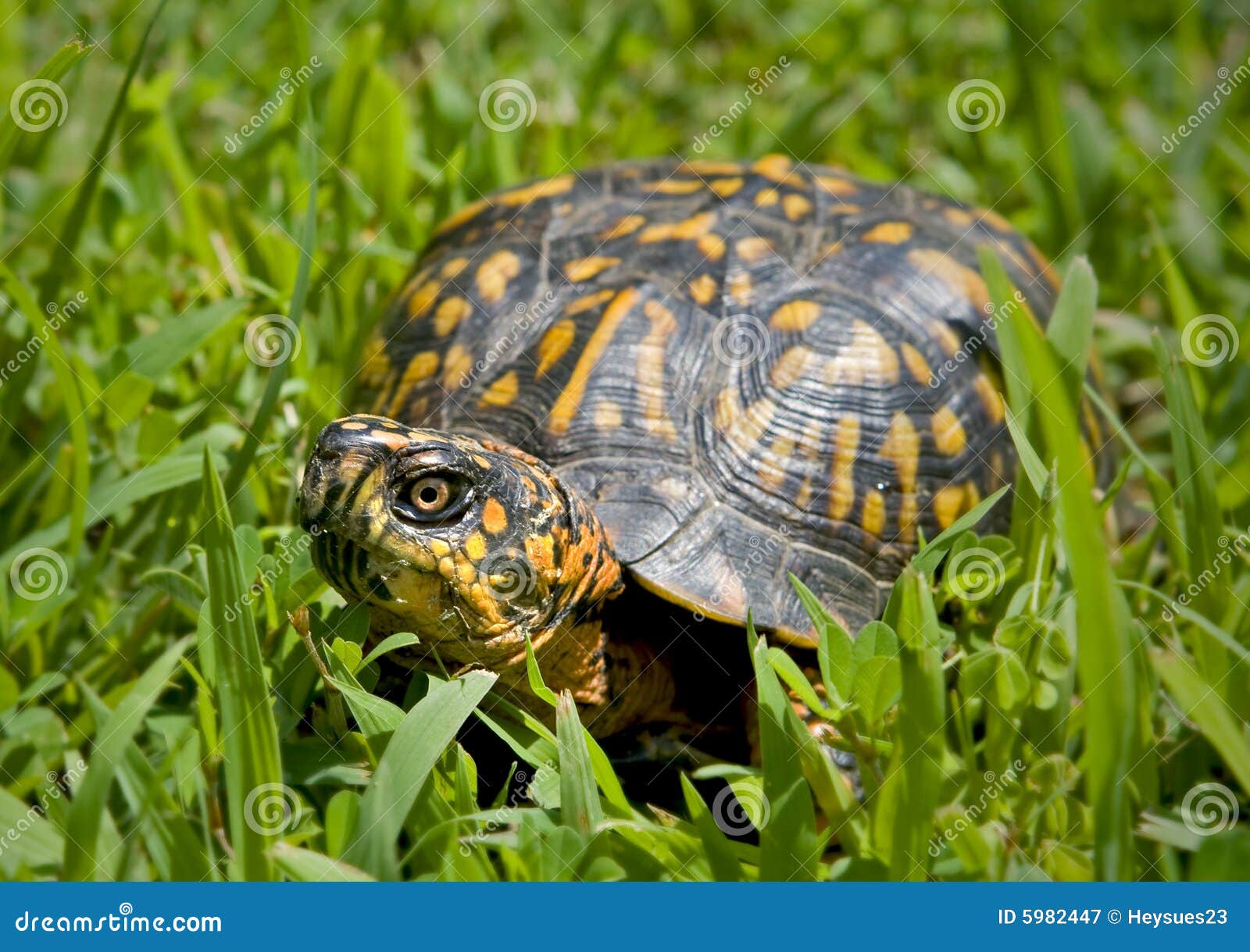 Box turtle stock image. Image of terrapene, animal, scale - 5982447