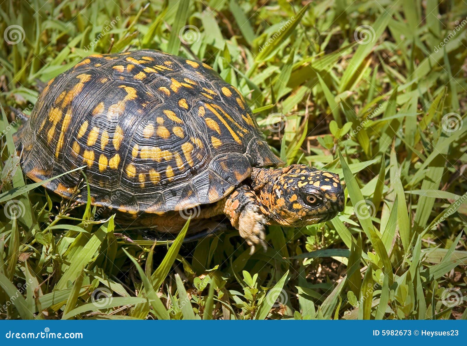Box turtle stock image. Image of american, geochelone - 5982673