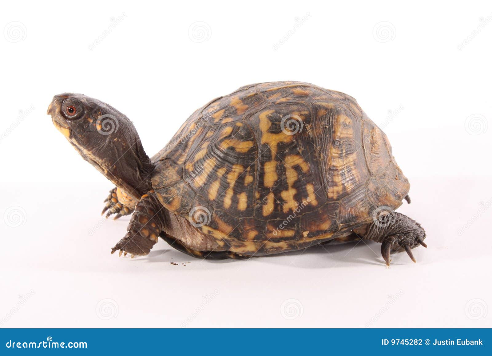 Box Turtle stock photo. Image of shell, aquatic, reptile - 9745282