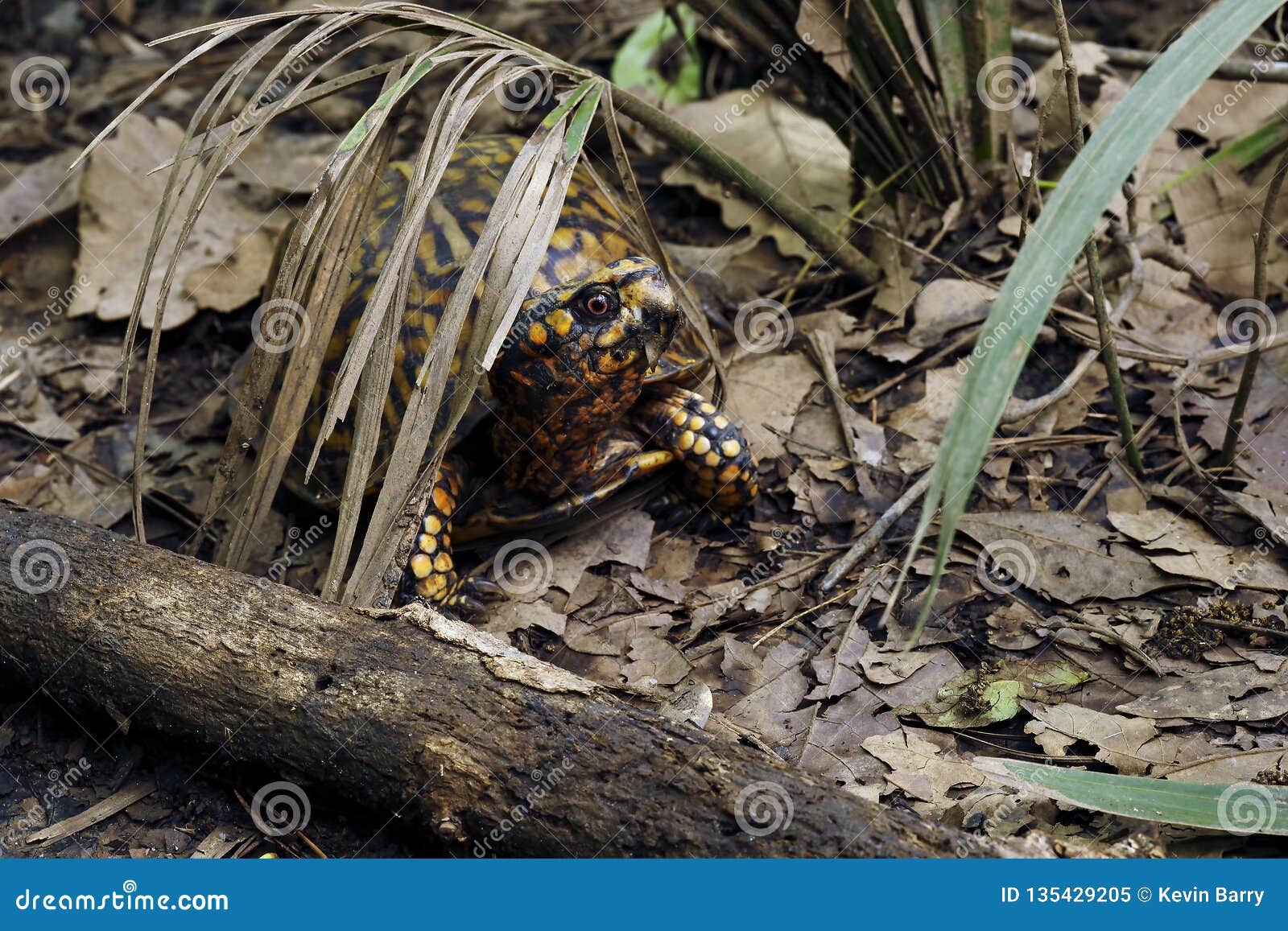 Box Turtle in Angus Gholson Nature Park, Florida Stock Image - Image of ...