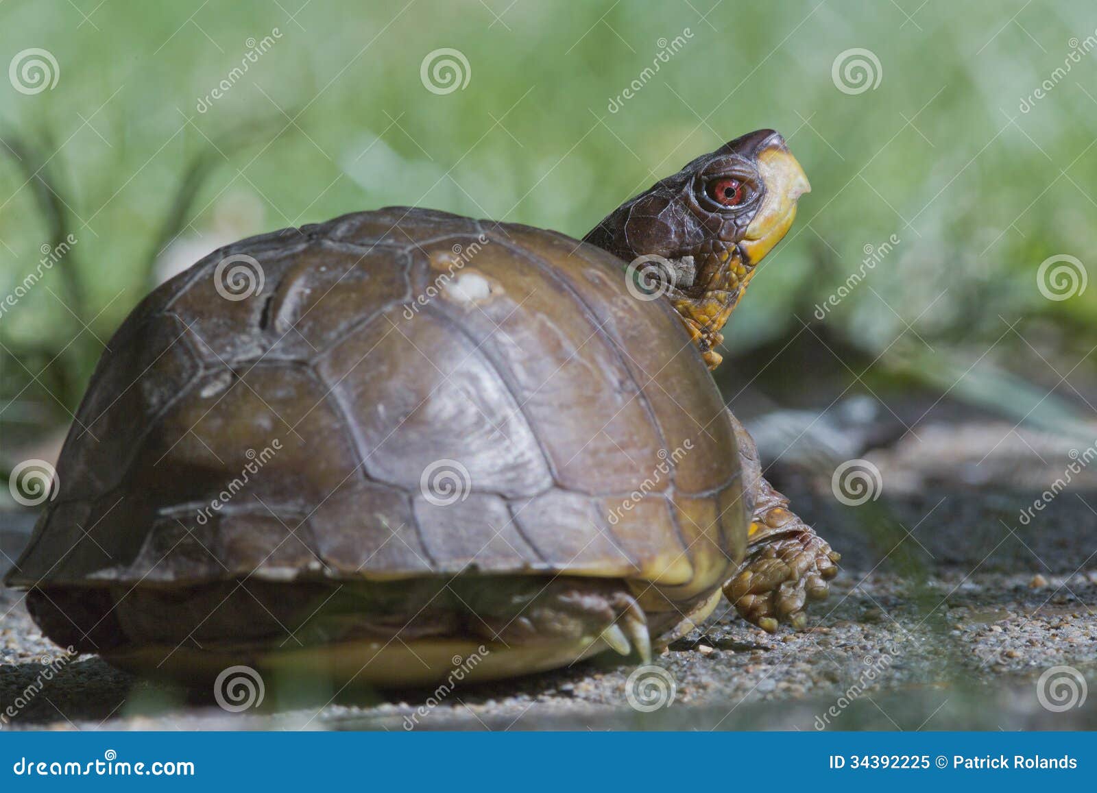 Box turtle back stock image. Image of animal, shell, wildlife - 34392225