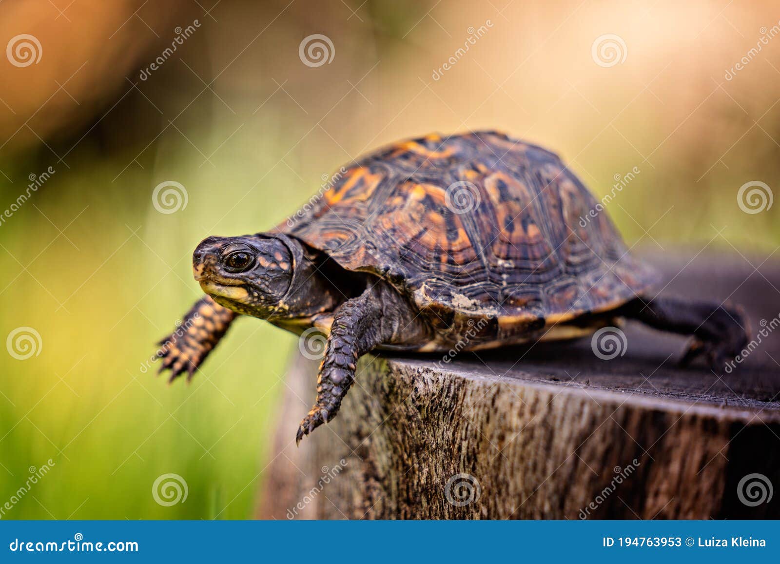 Box turtle outdoors stock image. Image of cute, natural - 194763953