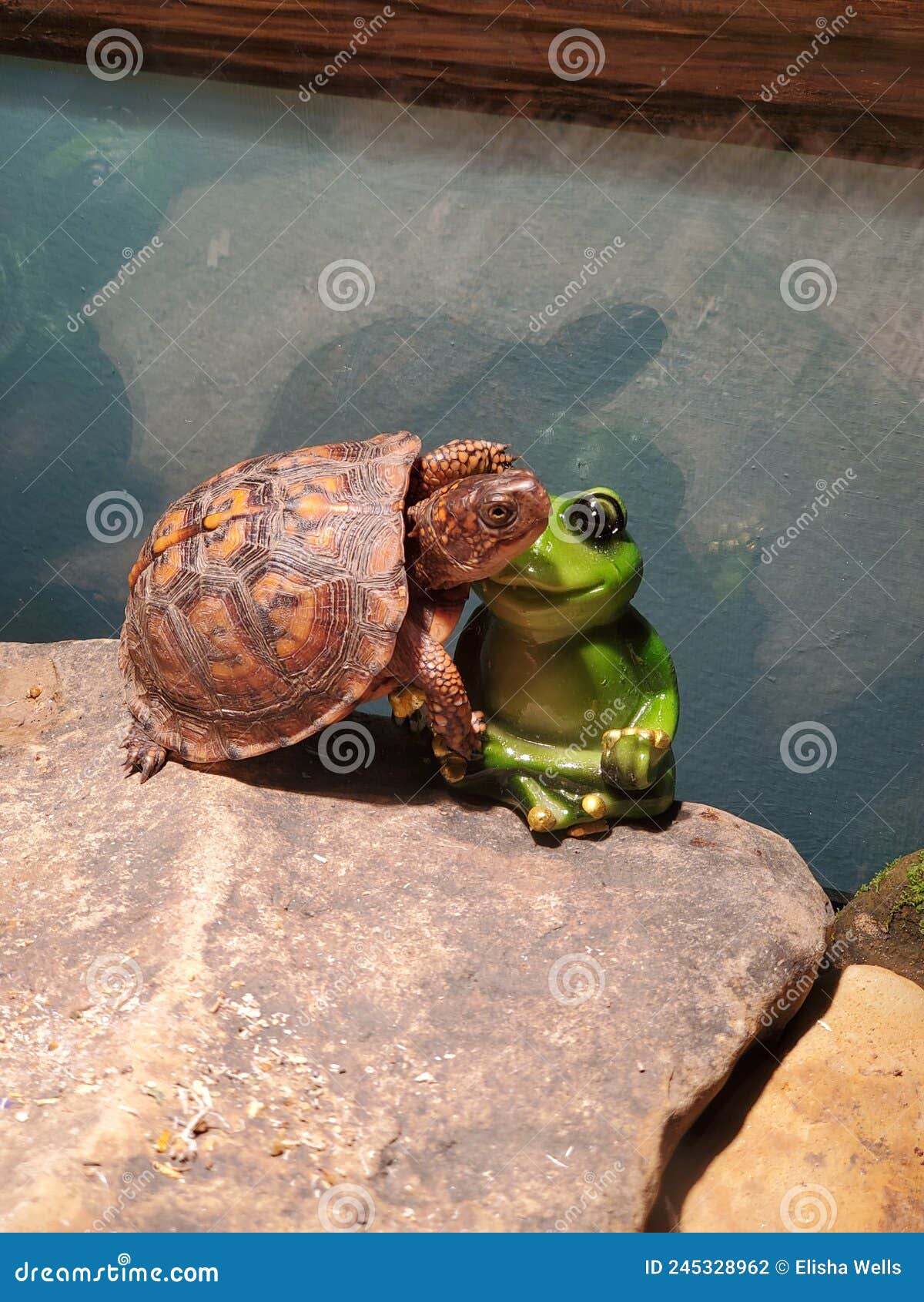 Box Turtle Climbing on a Frog Statue Stock Photo - Image of turtle ...