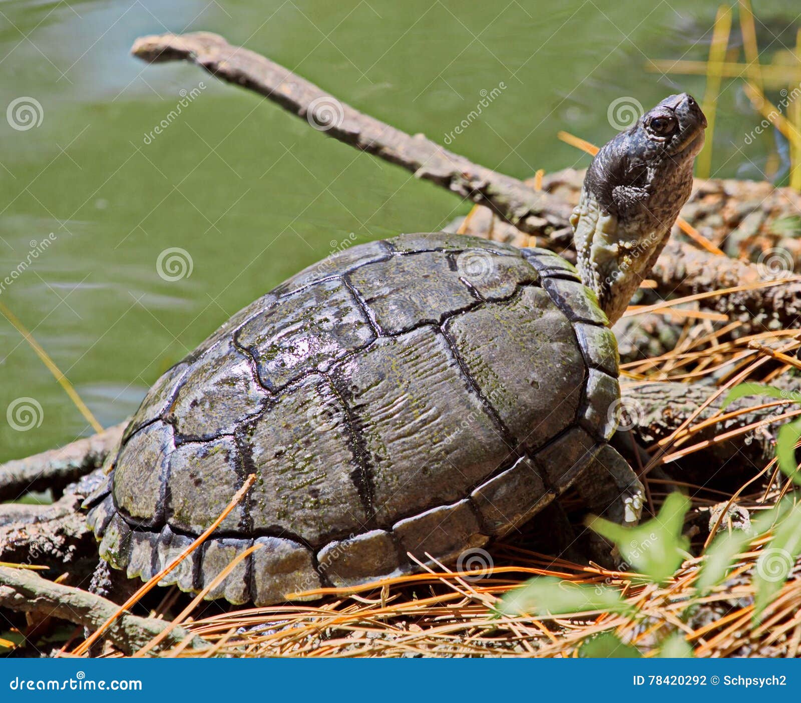 Box turtle stock photo. Image of animal, wild, wildlife - 78420292