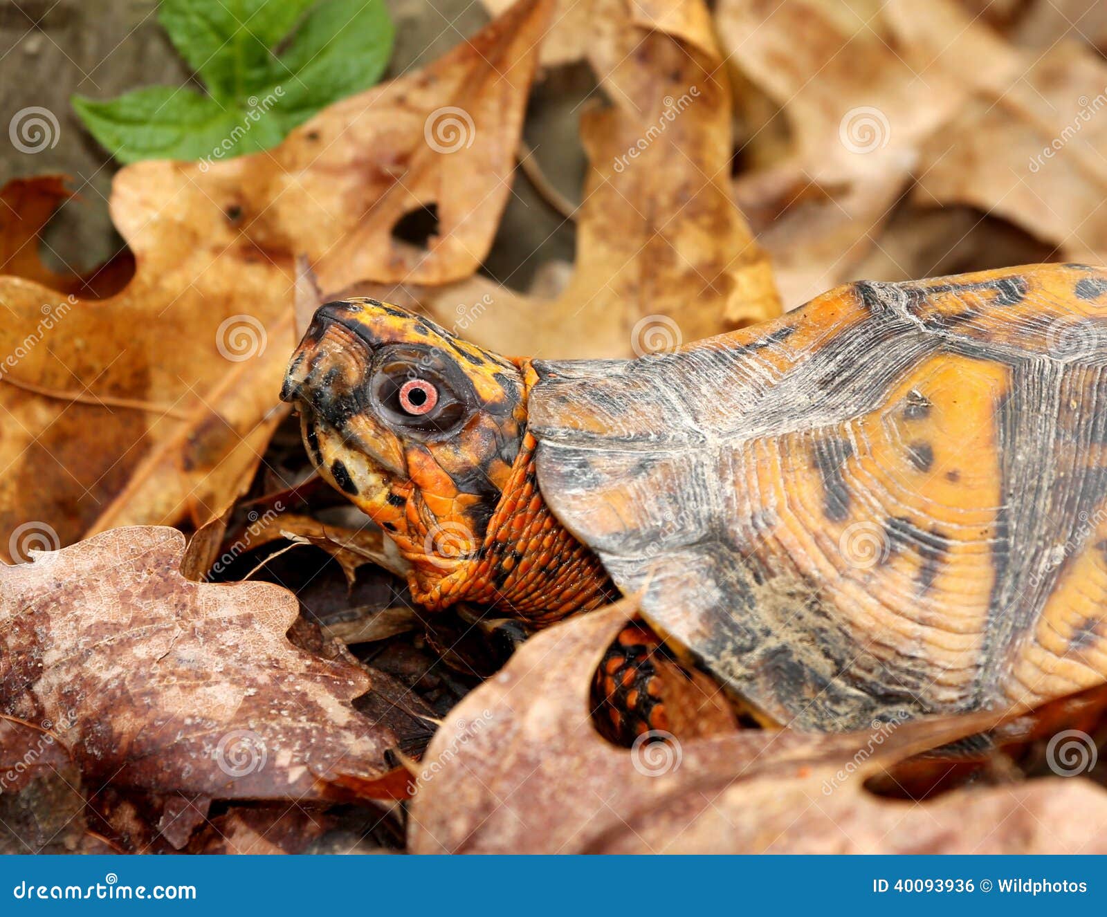 Box turtle stock photo. Image of iris, animal, pattern - 40093936