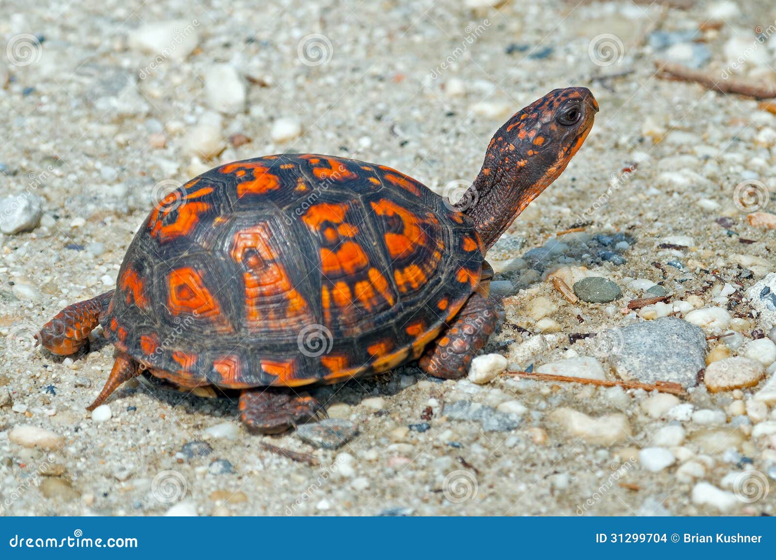 Box Turtle stock photo. Image of turtle, orange, color - 31299704