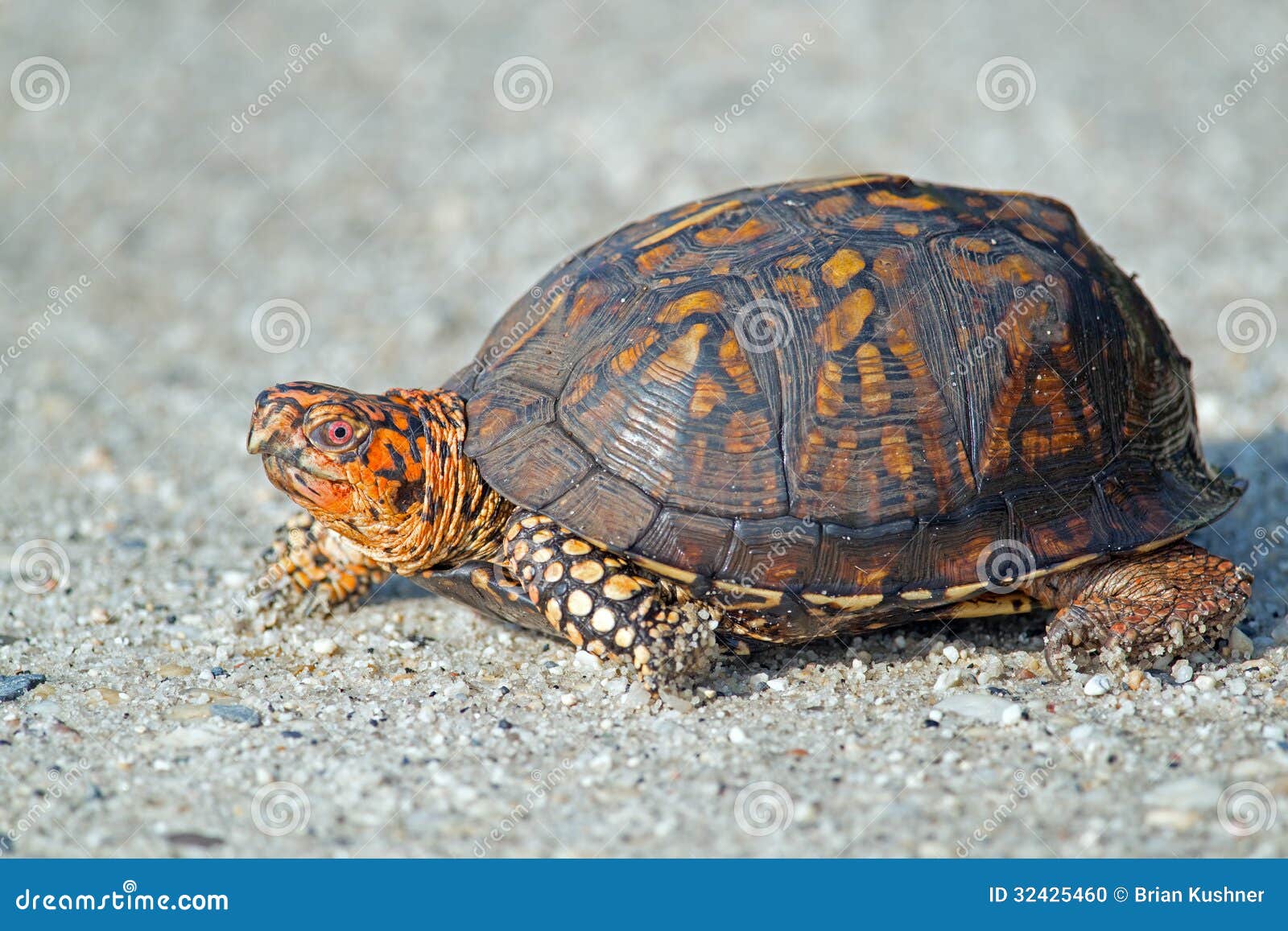 Box Turtle stock photo. Image of dirt, crossing, eastern - 32425460