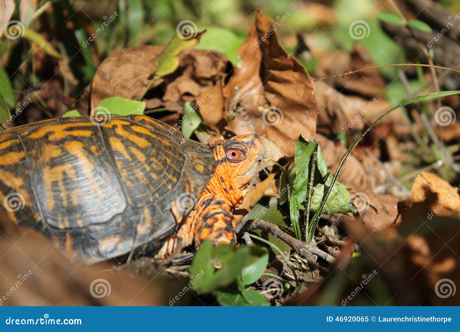 Box Turtle stock image. Image of turle, black, orange - 46920065