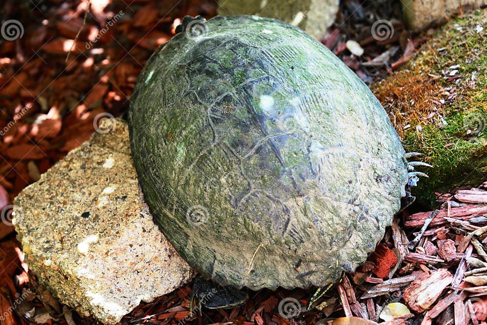 Box Turtle in a Garden with Red Cedar Mulch Stock Photo - Image of ...