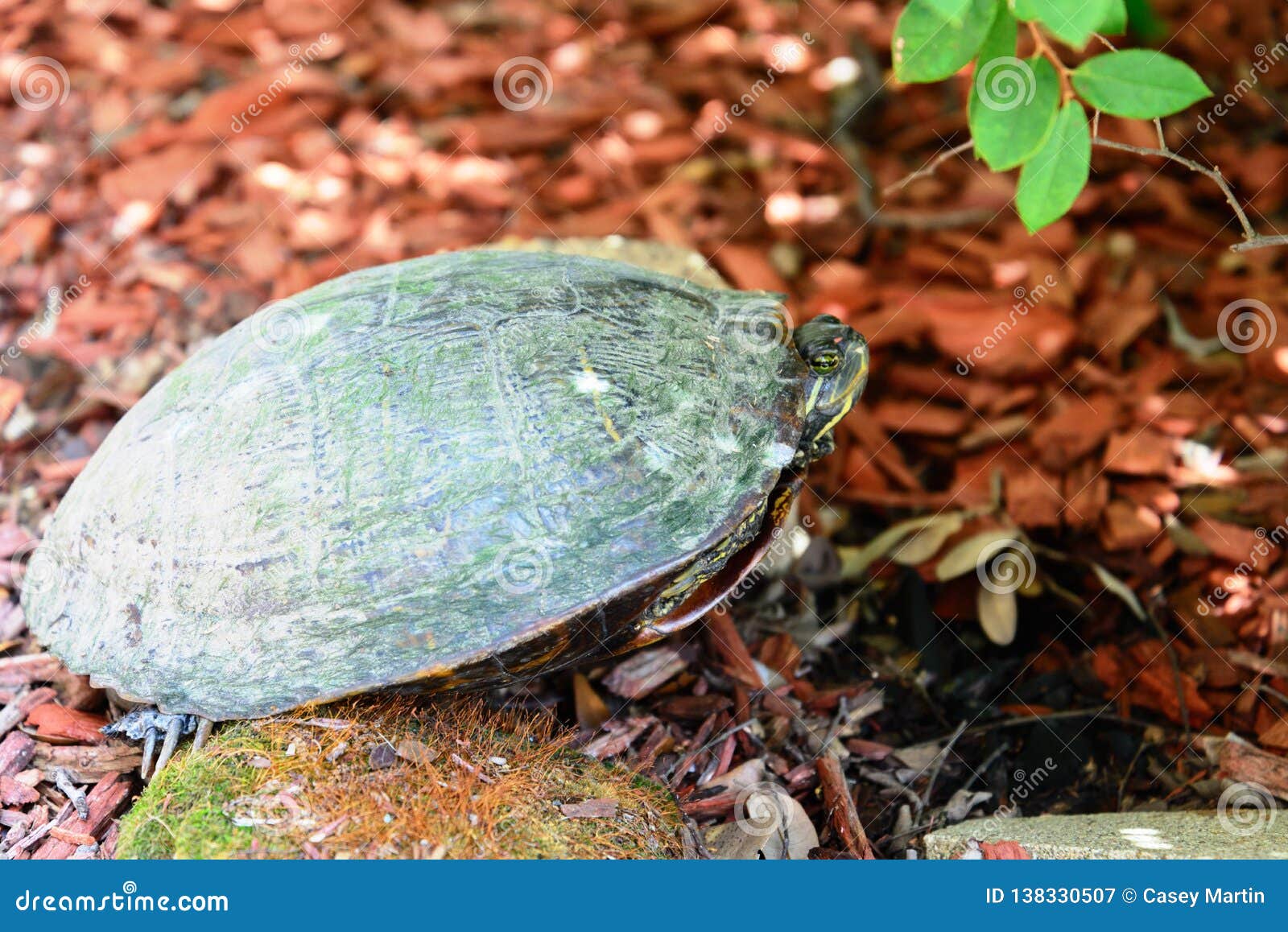 Box Turtle in a Garden with Red Cedar Mulch Stock Image - Image of ...