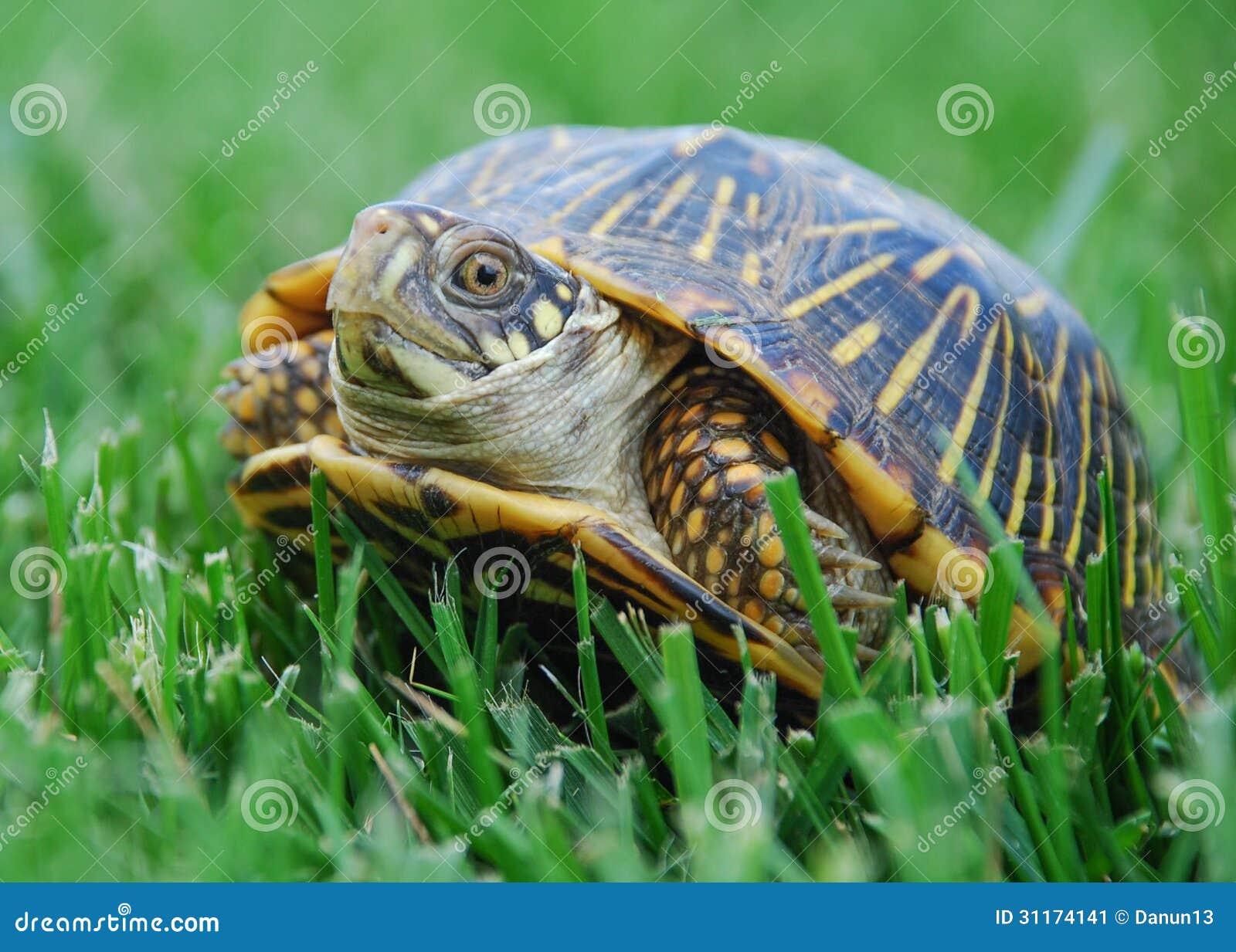 Box Turtle stock image. Image of lawn, walking, mobile - 31174141