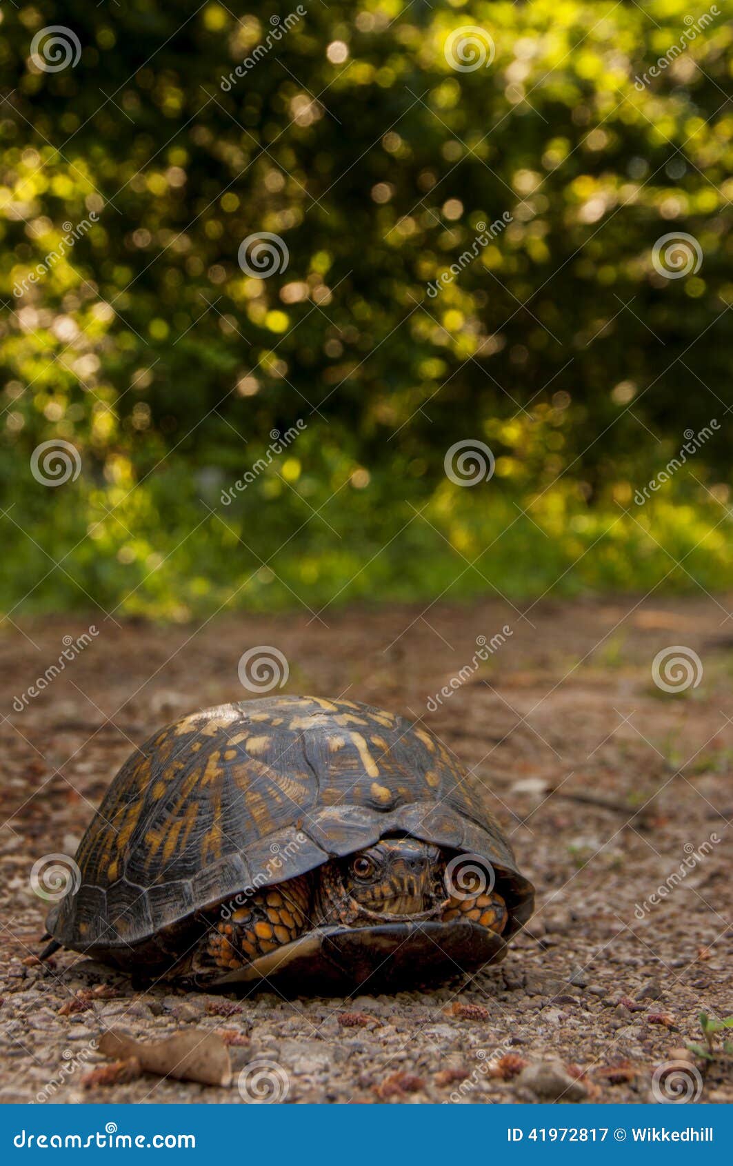 Box Turtle stock image. Image of wildlife, reptile, protection - 41972817