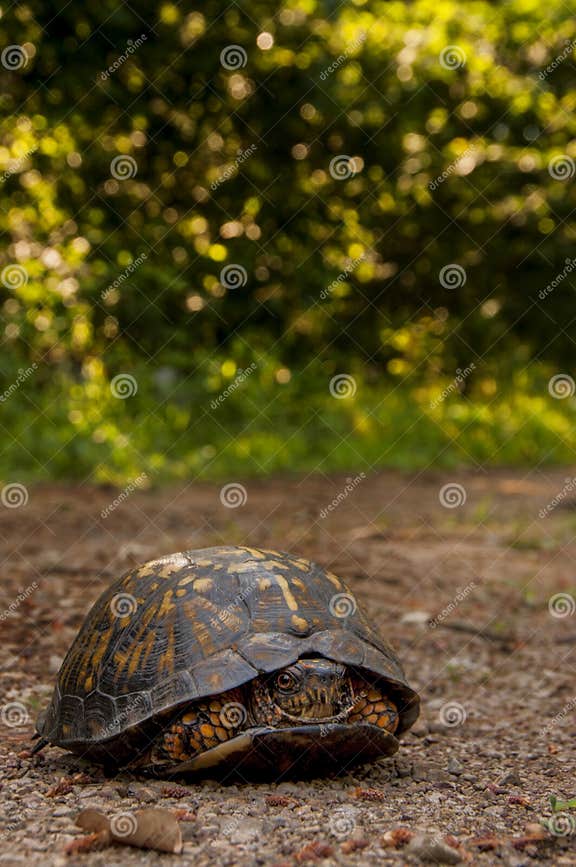 Box Turtle stock image. Image of wildlife, reptile, protection - 41972817