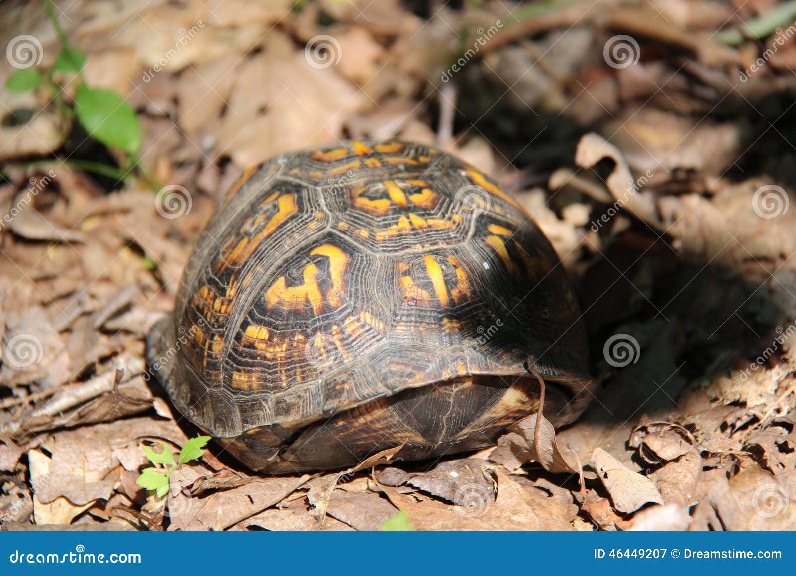 Box turtle stock image. Image of shell, carapace, boxturtle - 46449207