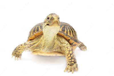 Box Turtle stock photo. Image of animal, shell, looking - 34862710