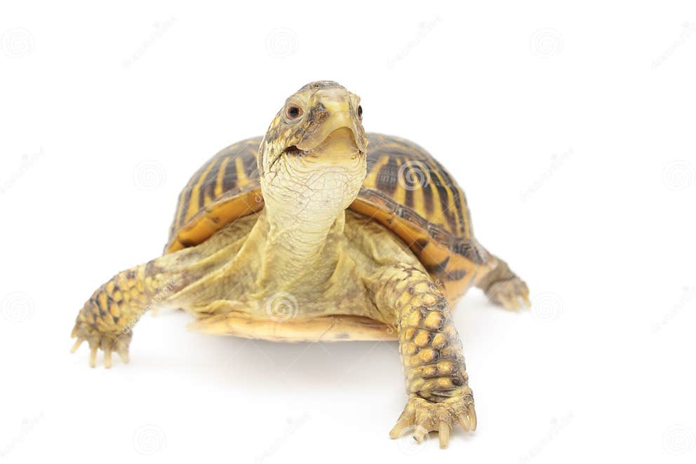Box Turtle stock photo. Image of animal, shell, looking - 34862710