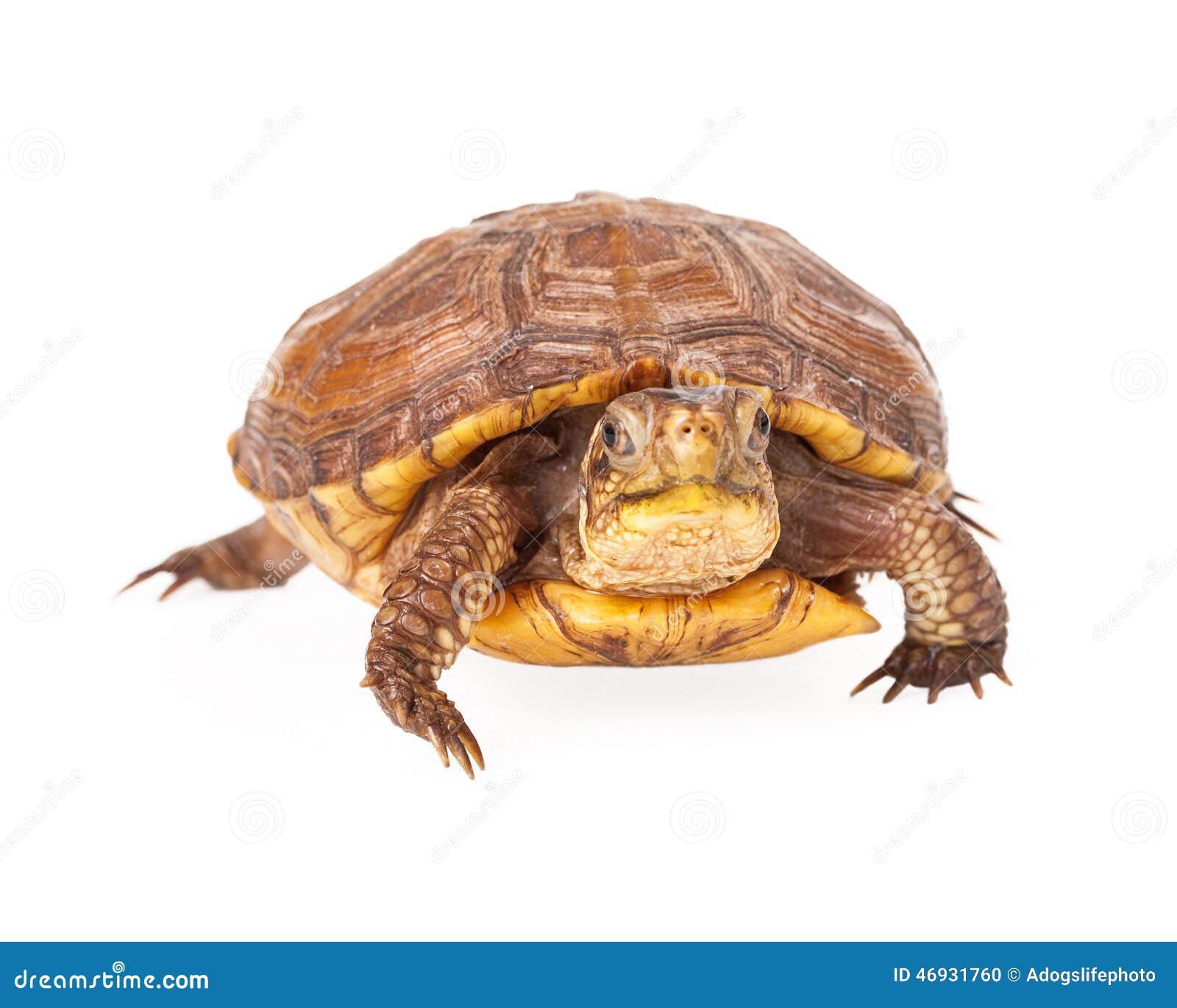 Box Turtle Looking Forward stock photo. Image of high - 46931760