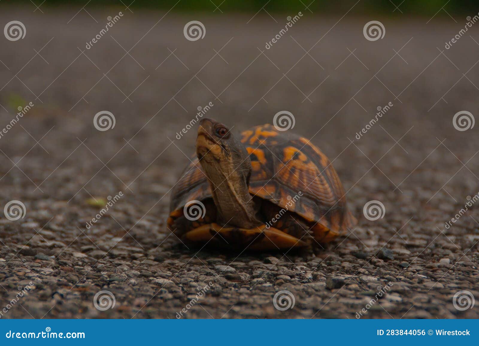 Box Turtle in the Middle of a Road. Stock Photo - Image of ground, slow ...