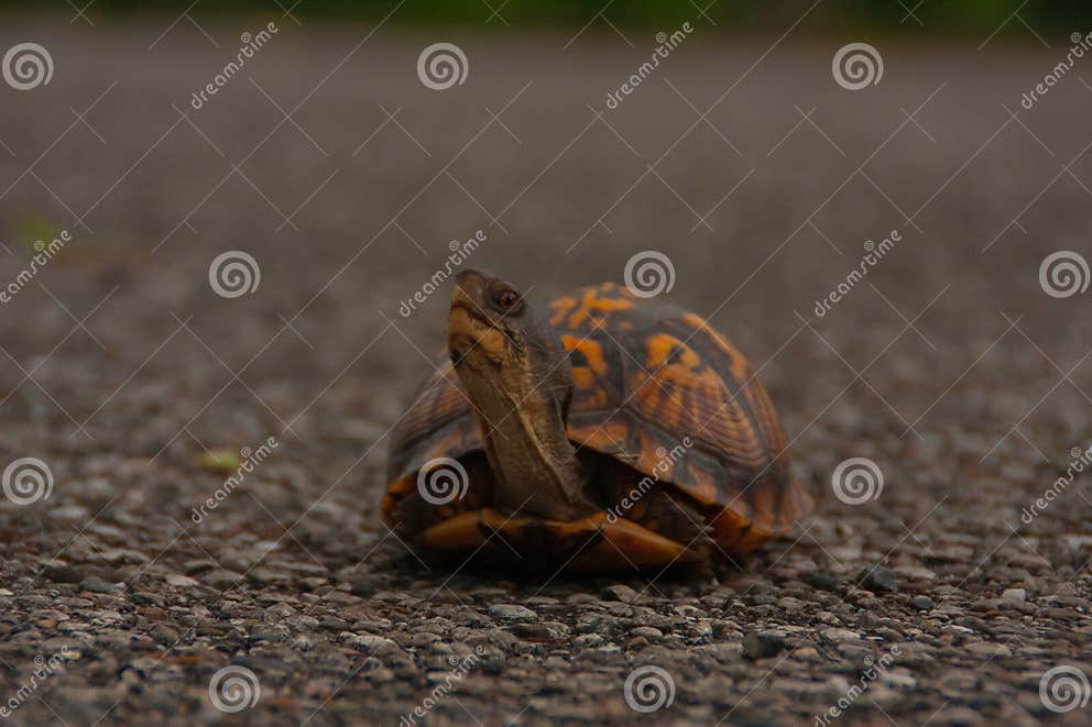 Box Turtle in the Middle of a Road. Stock Photo - Image of ground, slow ...