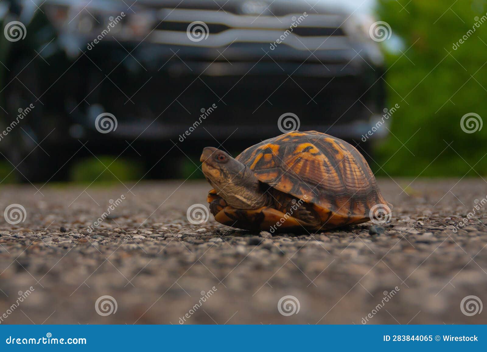 Box Turtle in the Middle of a Road. Stock Image - Image of carapace ...