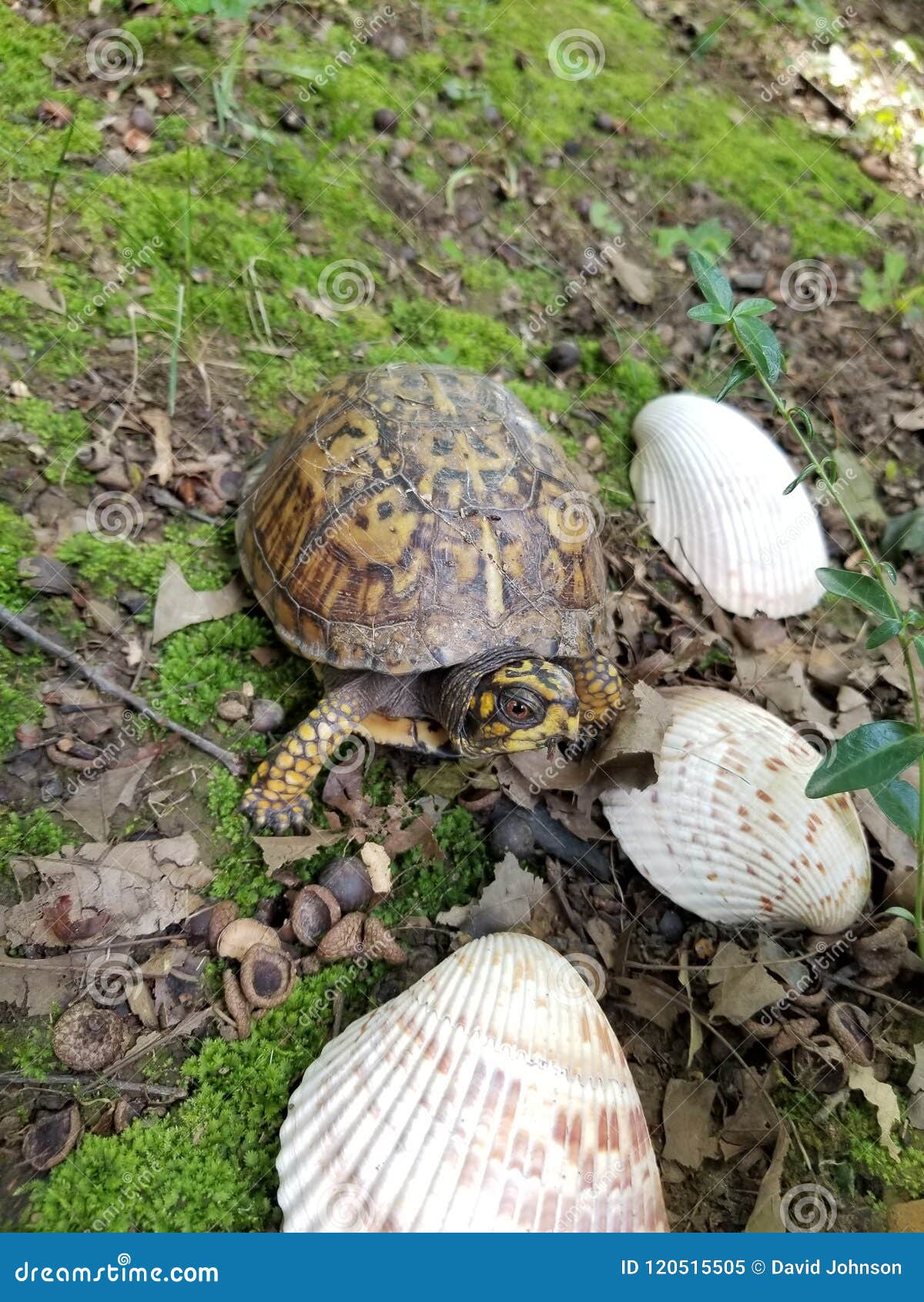 Box Turtle on Mossy Ground with Seashells Looking Forward Stock Image ...