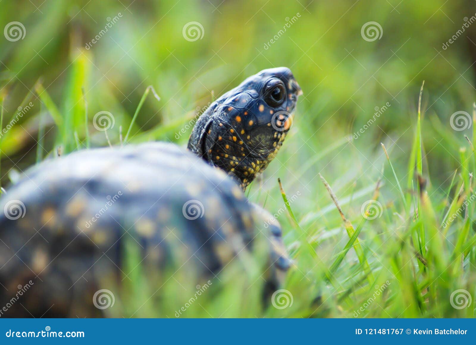 Box turtle on the move stock image. Image of eyes, home - 121481767