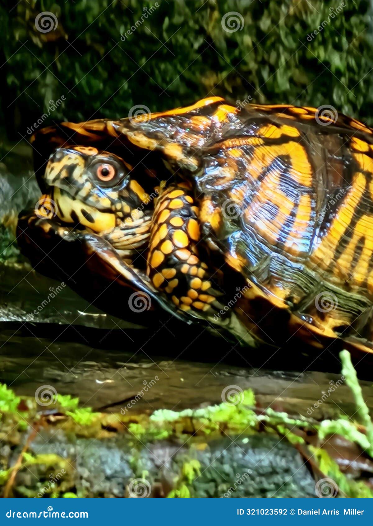 Box Turtle Nature Scenic Art Abstract Stock Photo - Image of turtle ...