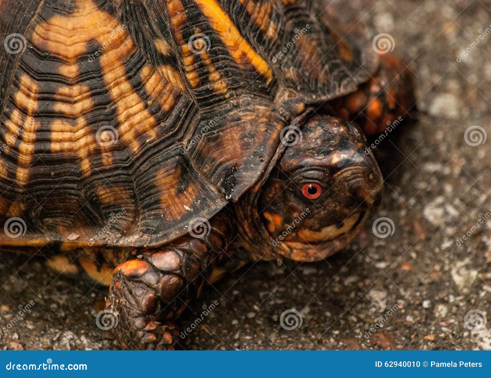 Box Turtle stock photo. Image of black, hike, american - 62940010