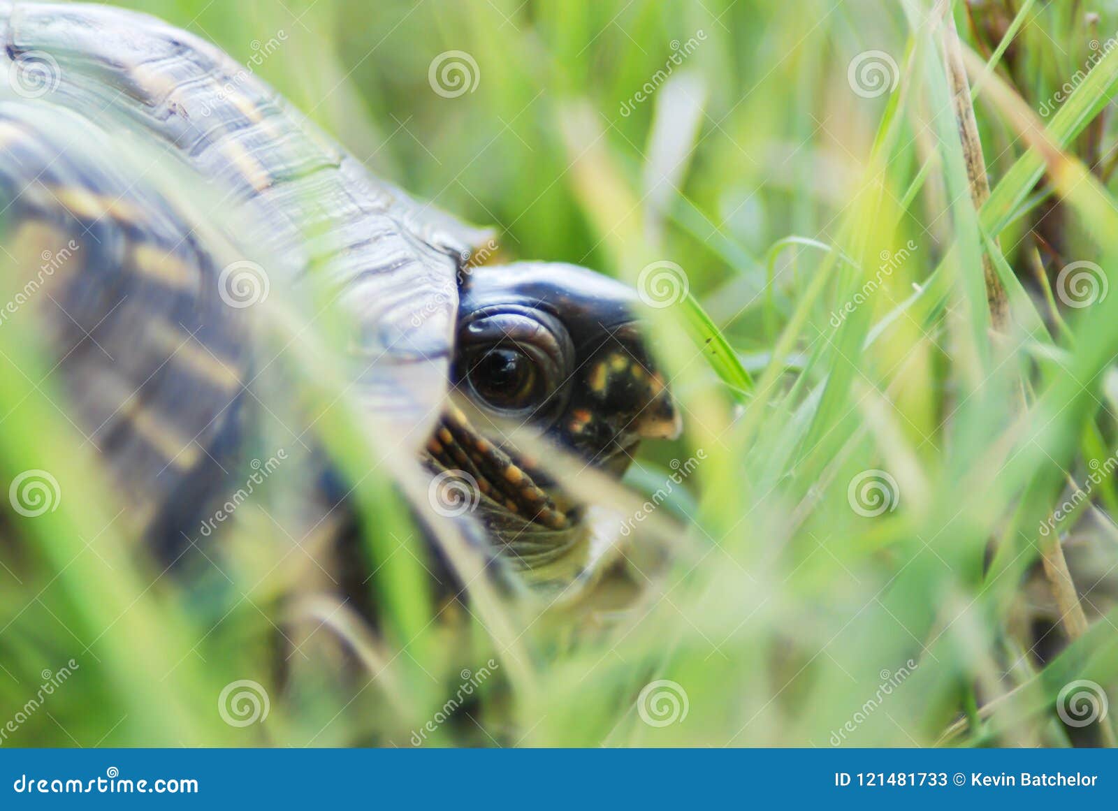 Box turtle peaking out stock image. Image of flora, common - 121481733