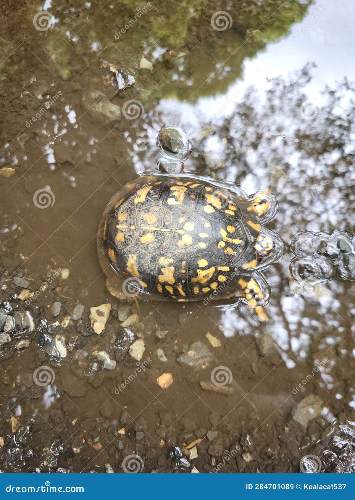 Box Turtle in Puddle stock image. Image of wildlife - 284701089