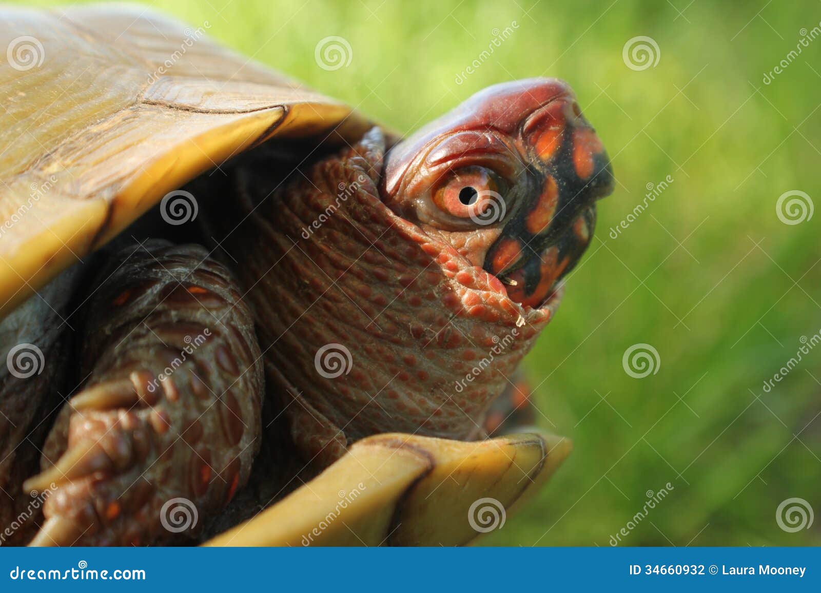 Box Turtle stock photo. Image of laura, green, wild, mooney - 34660932