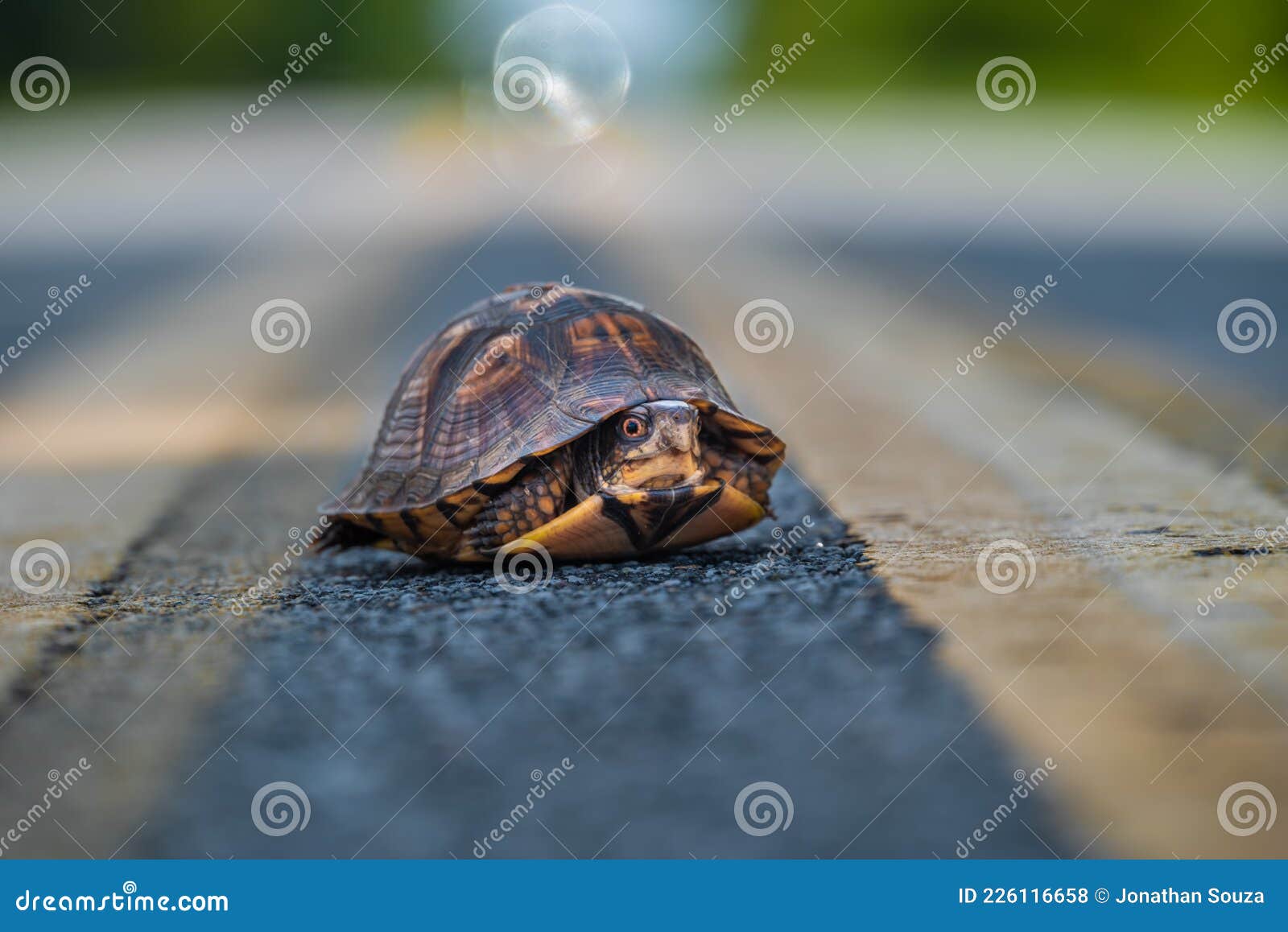 Box Turtle on the Road stock photo. Image of reptile - 226116658