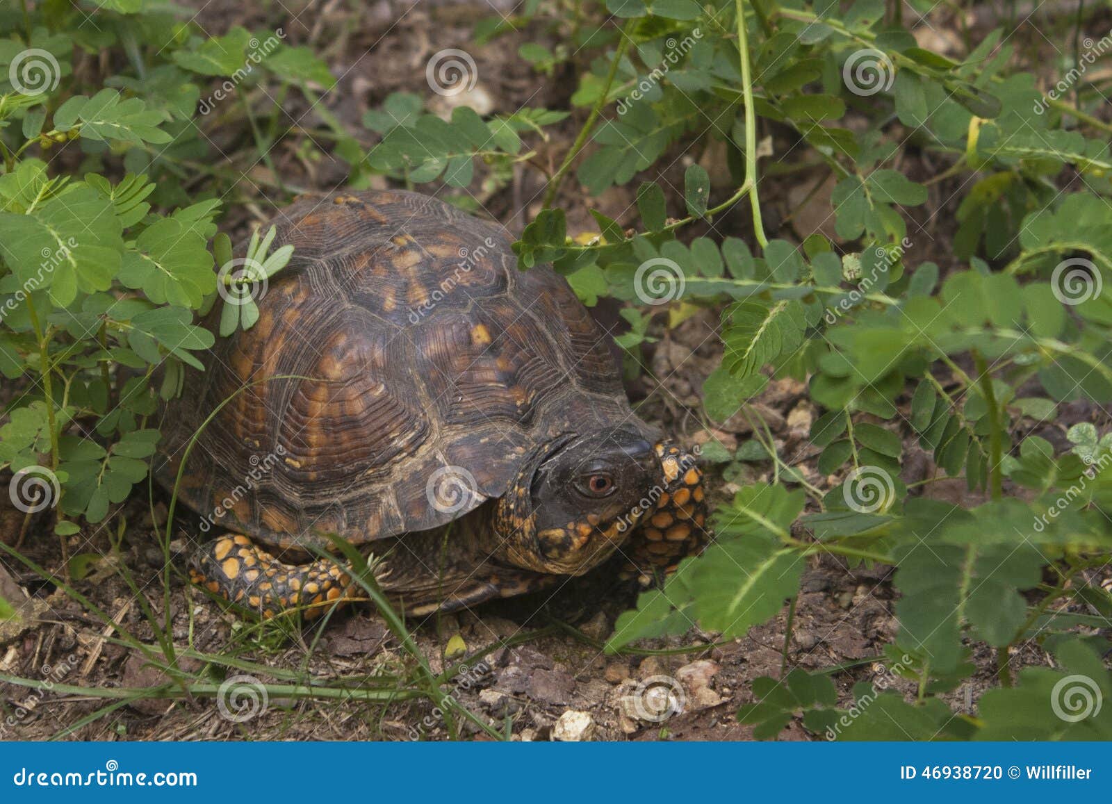Box Turtle stock photo. Image of shell, secretive, hide - 46938720