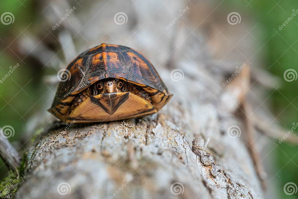 Box Turtle Sitting On A Fallen Log Stock Image Image Of Fallen Tree