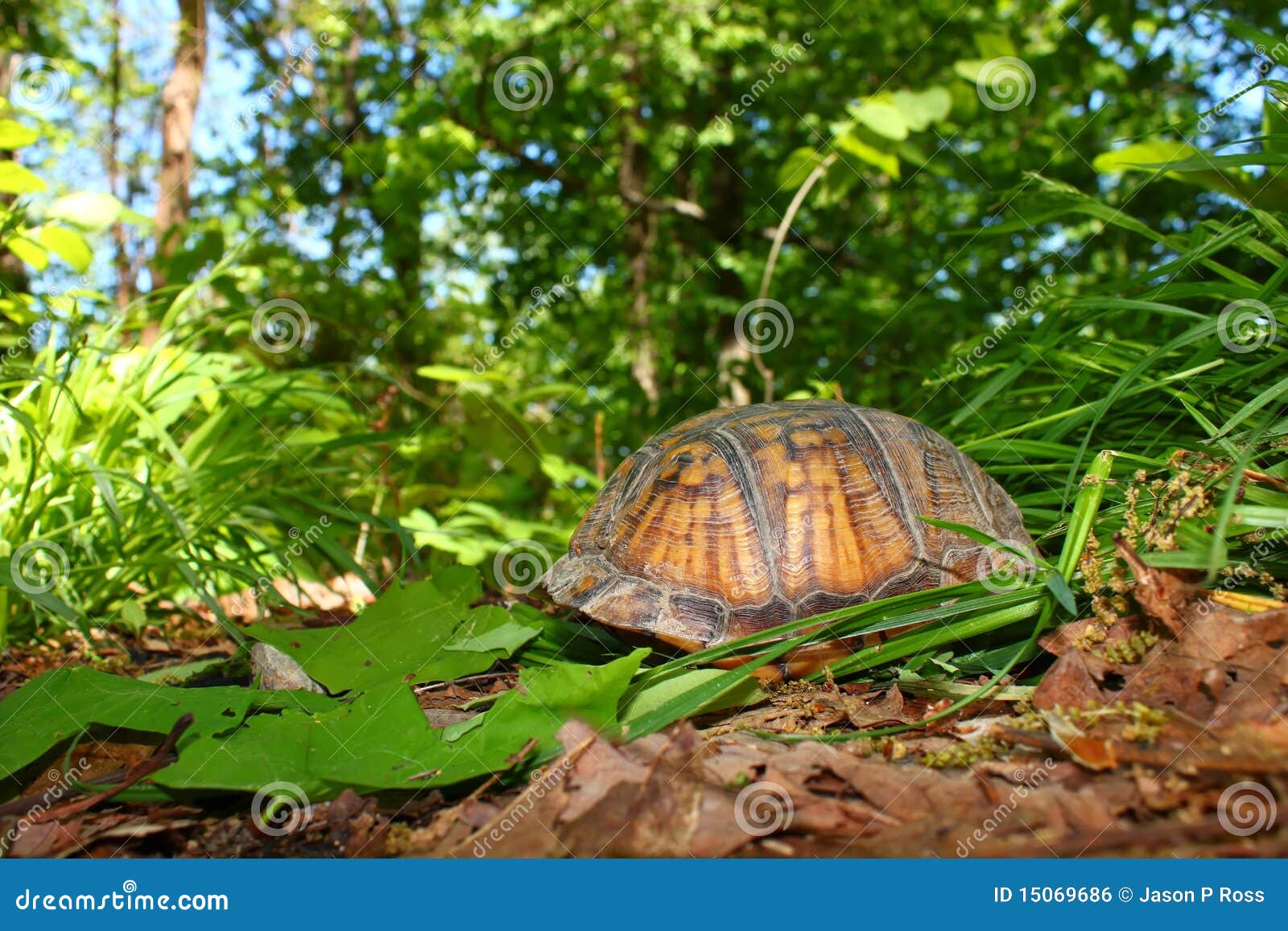 Box Turtle (Terrapene Carolina) Stock Photo - Image of ecological ...