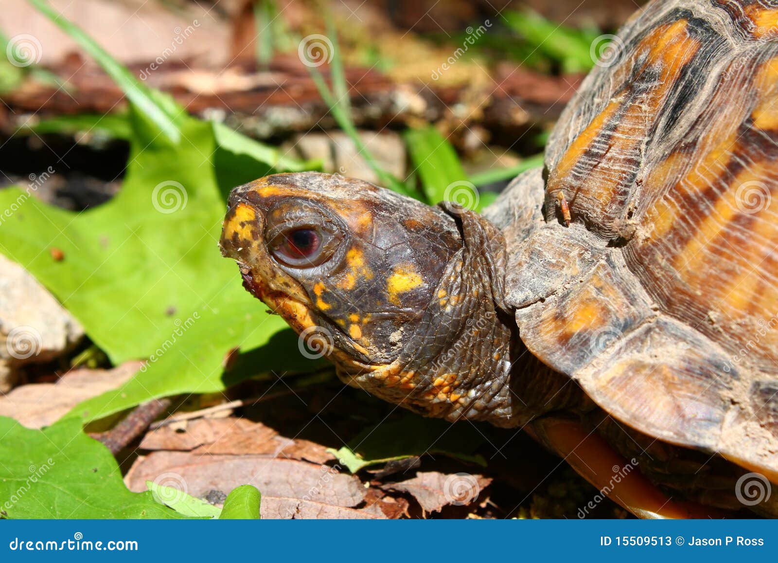 Box Turtle (Terrapene Carolina) Stock Image - Image of biological ...
