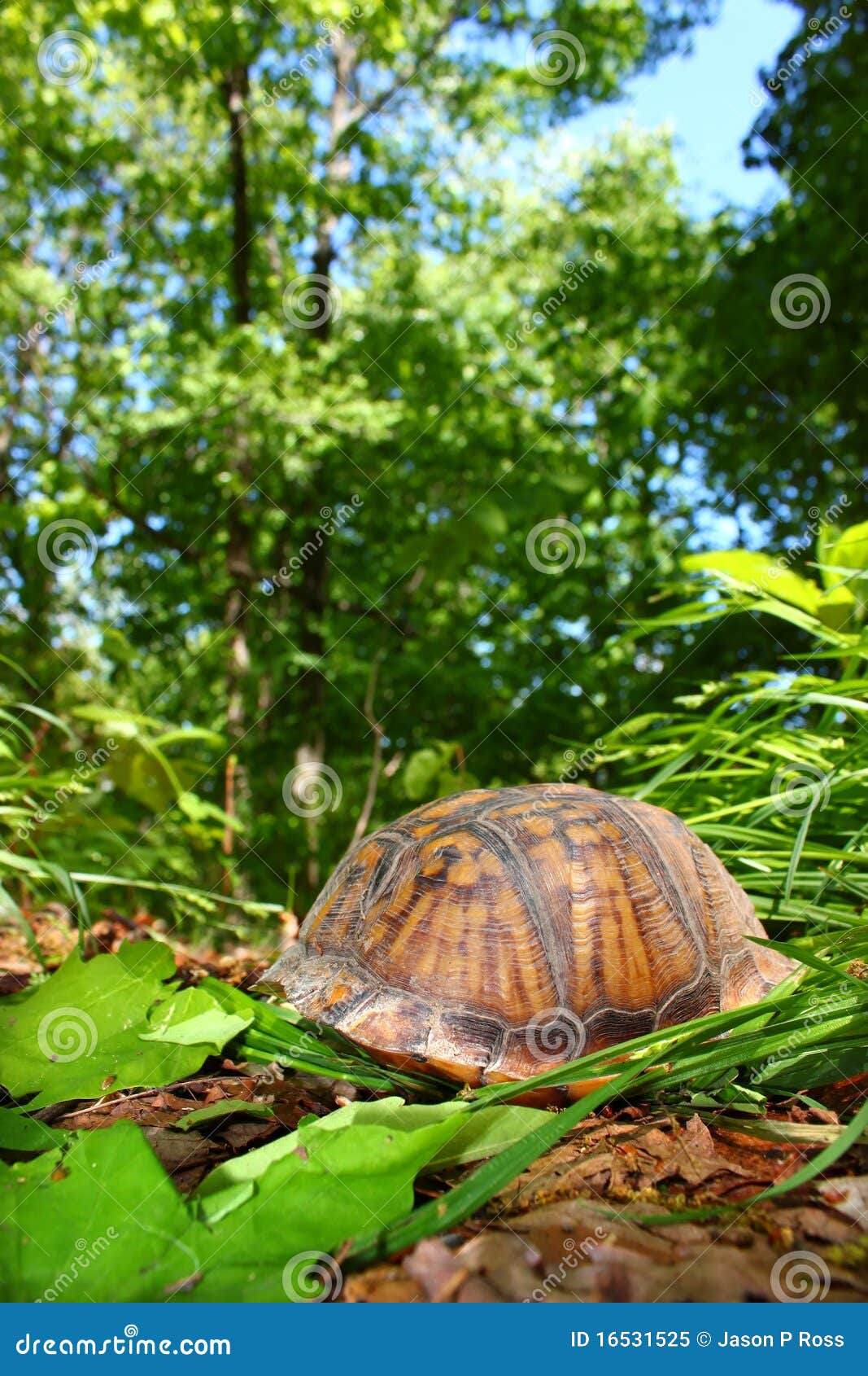 Box Turtle (Terrapene Carolina) Stock Image - Image of america, nature ...